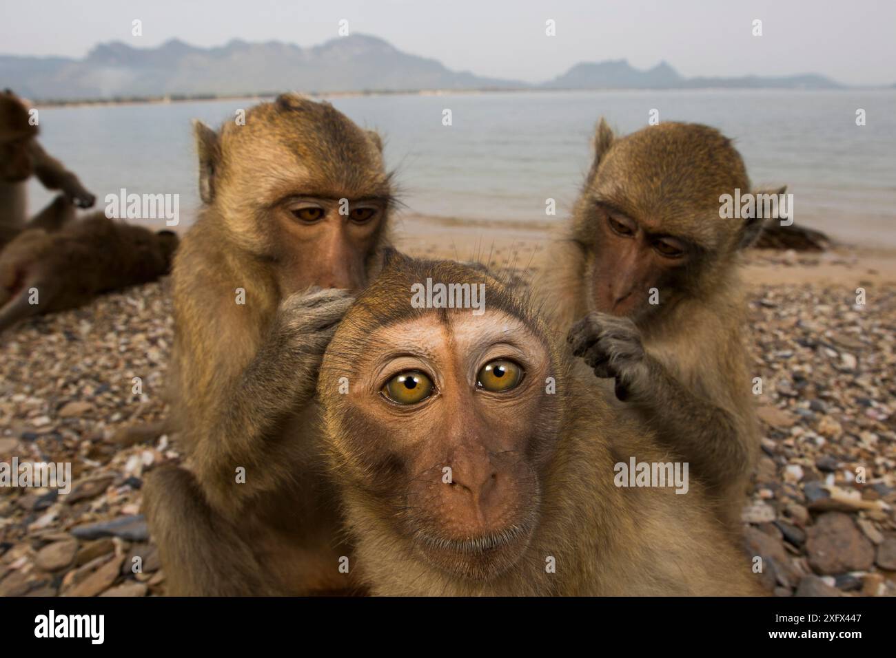 Long-tailed macaque (Macaca fascicularis) grooming on beach, Koram ...