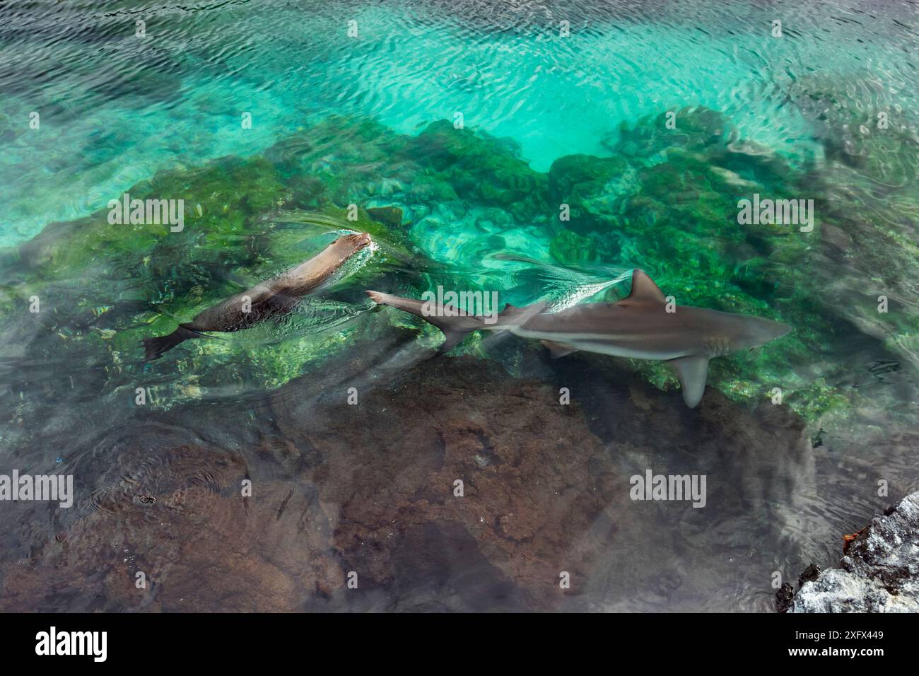 Galapagos sea lion (Zalophus wollebaeki) hunting tuna, with Blacktip ...
