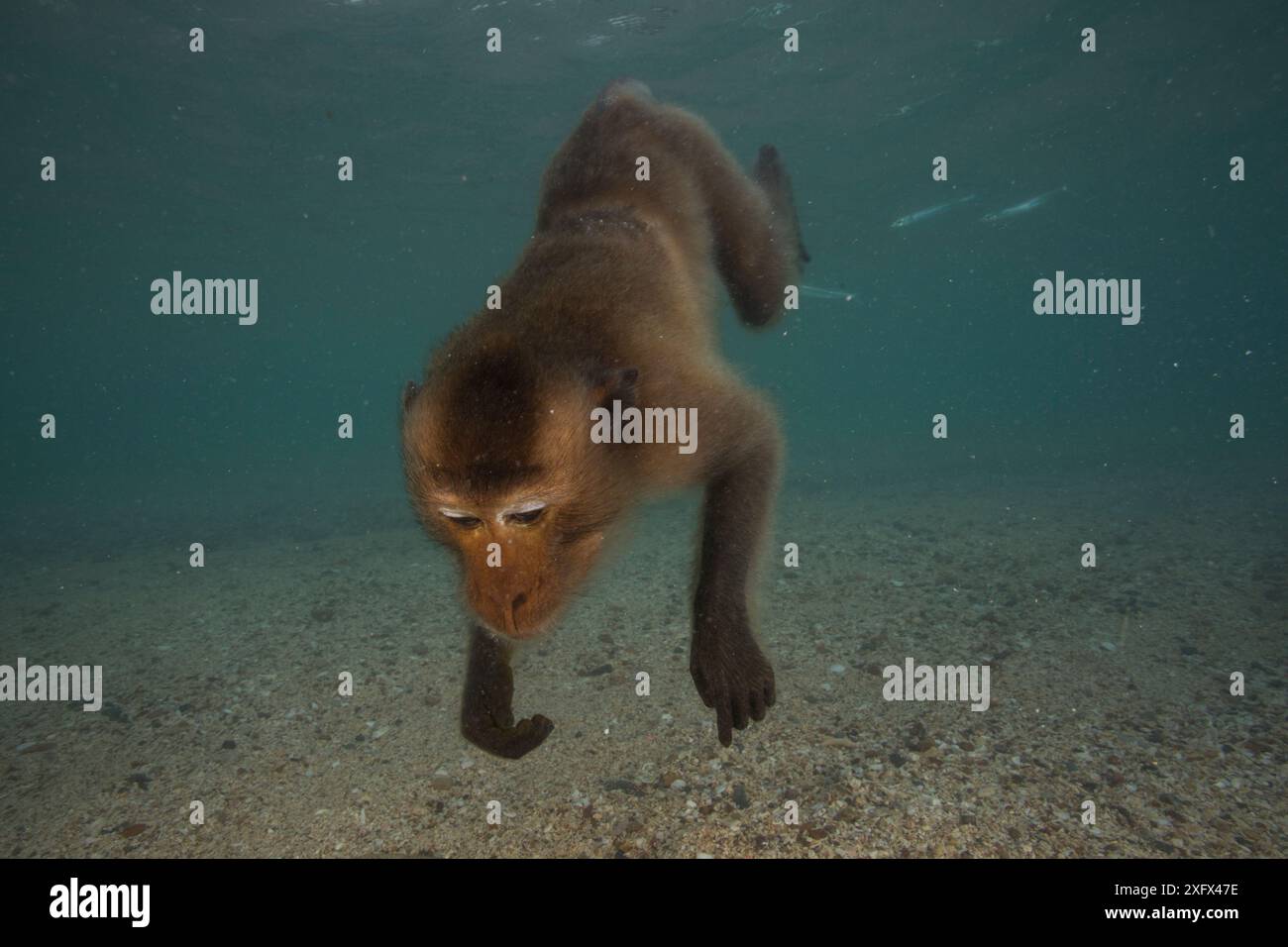 Long-tailed macaque (Macaca fascicularis) swimming. These macaques go ...