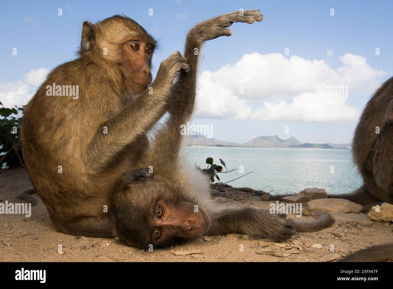 Long-tailed macaque (Macaca fascicularis) grooming, Koram island, Khao ...
