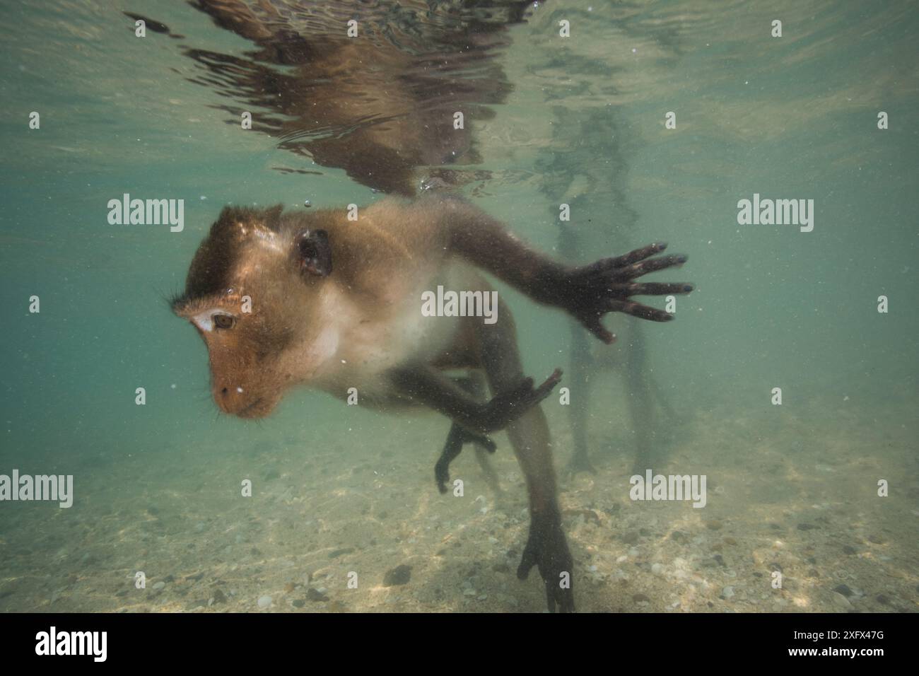 Long-tailed macaque (Macaca fascicularis) swimming. These macaques go ...