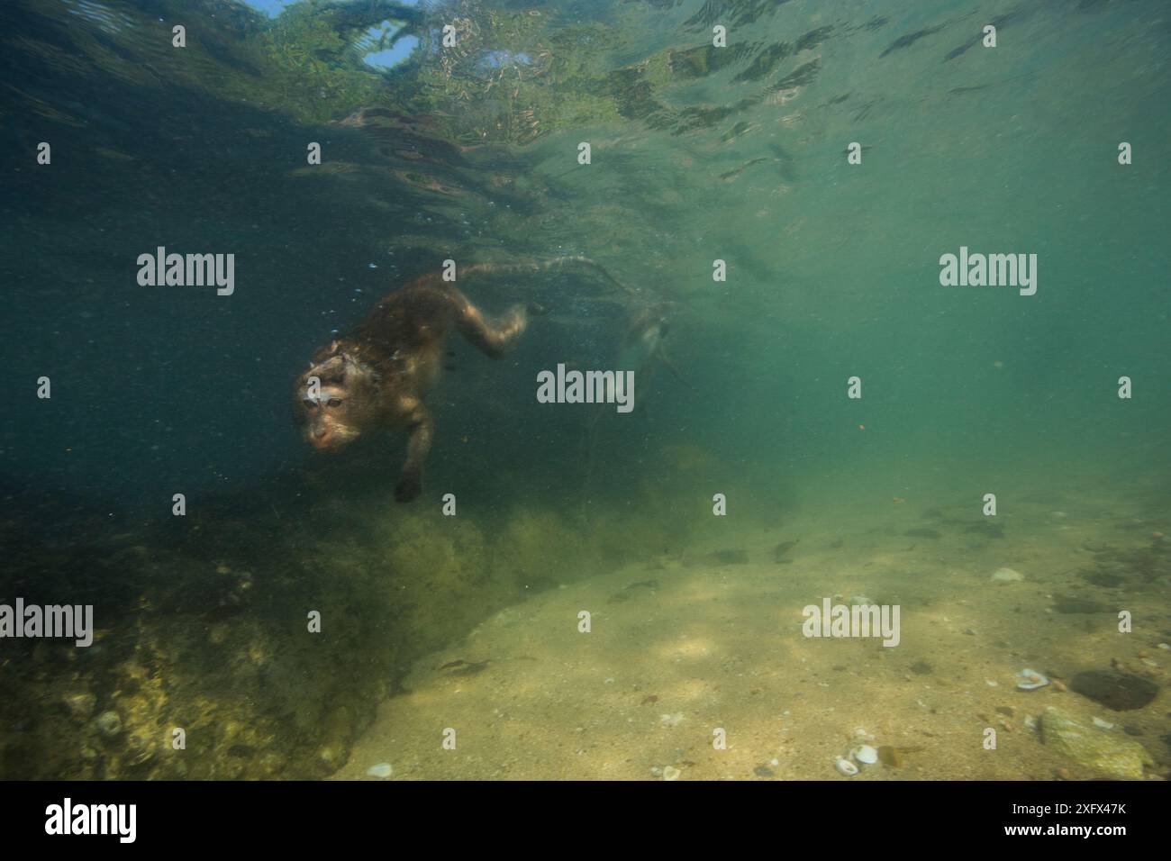 Long-tailed macaque (Macaca fascicularis) swimming. These macaques go ...