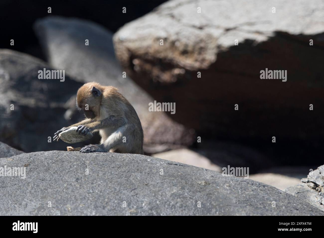 Burmese Long-tailed macaque (Macaca fascicularis aurea) using stone ...