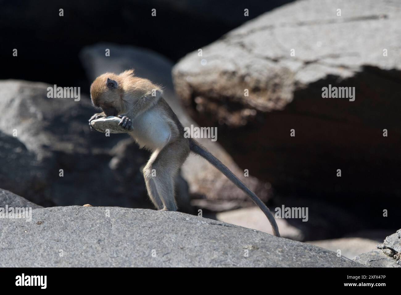 Burmese Long-tailed macaque (Macaca fascicularis aurea) using stone ...