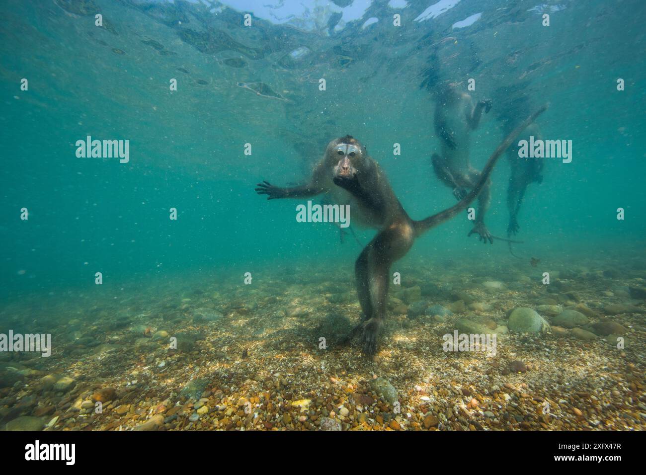 Monkeys playing swimming in water hi-res stock photography and images ...