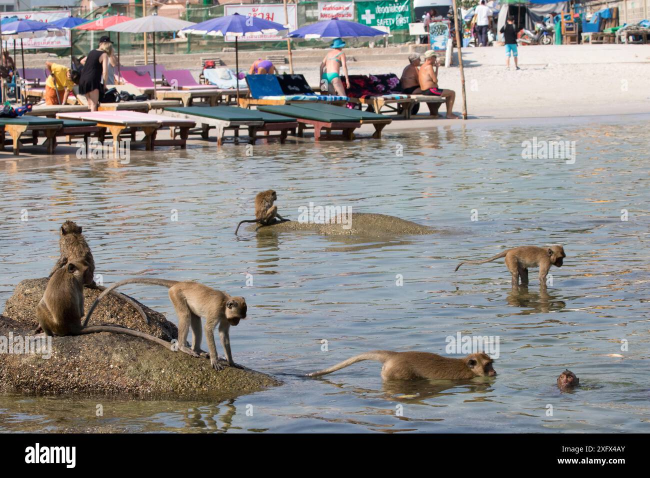 Long tailed macaque (Macaca fascicularis) troop playing in the sea ...