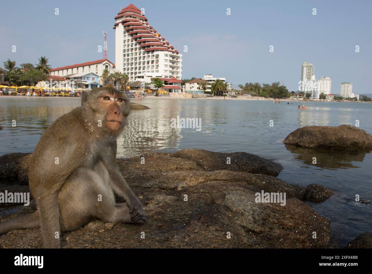 Long tailed macaque (Macaca fascicularis) sititng on beach near city ...