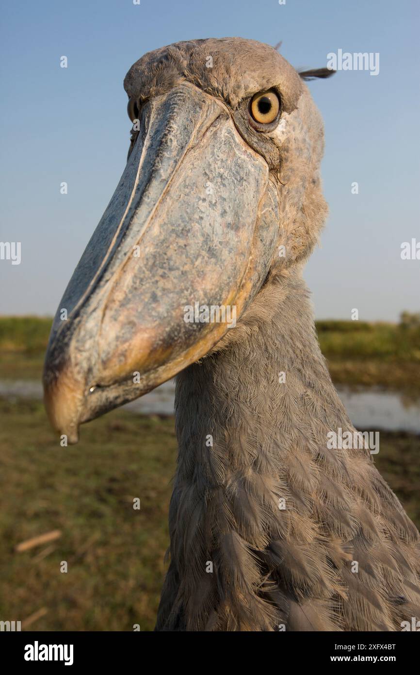 Shoebill (Balaeniceps rex) portrait, Bengweulu Swamp, Zambia Stock ...