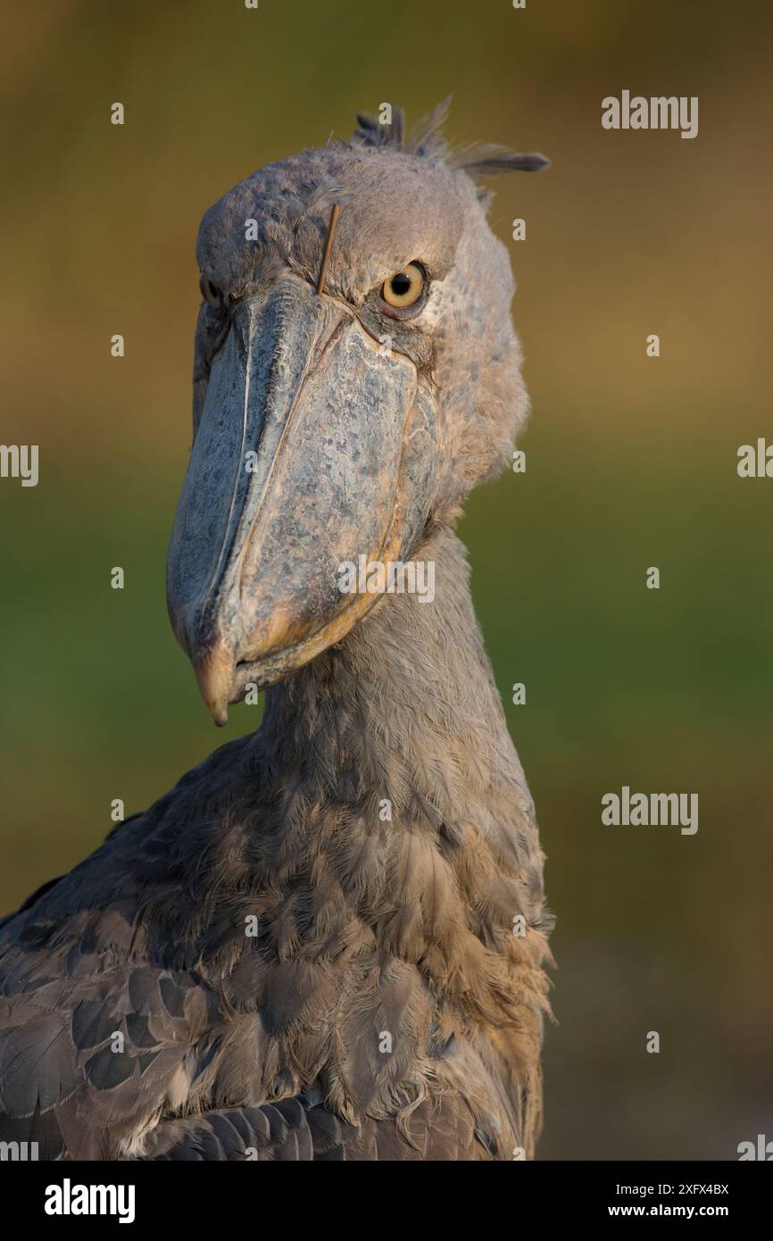 Shoebill (Balaeniceps rex) portrait, Bengweulu Swamp, Zambia Stock ...