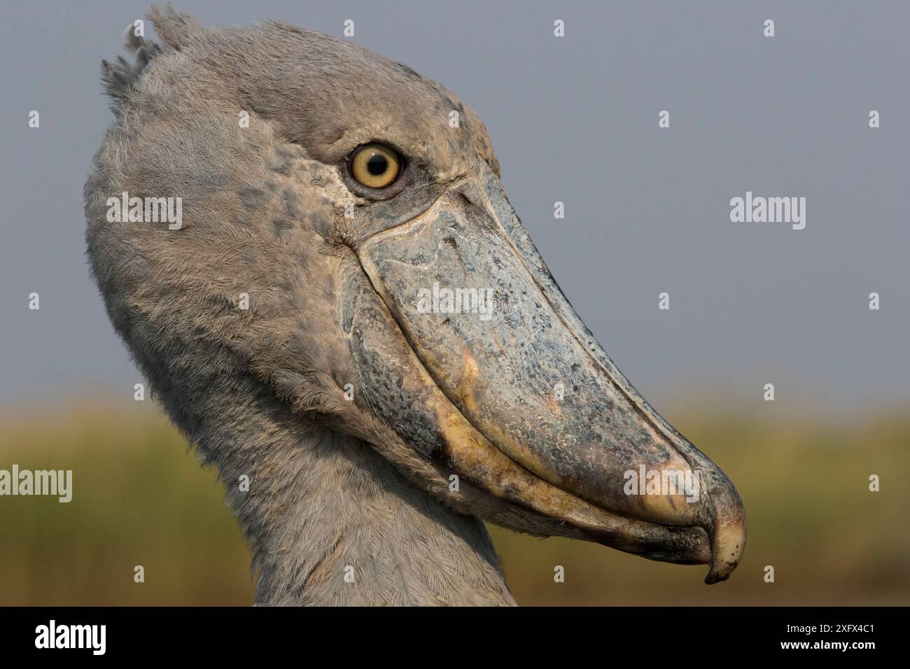 Shoebill (Balaeniceps rex) portrait, Bengweulu Swamp, Zambia Stock ...