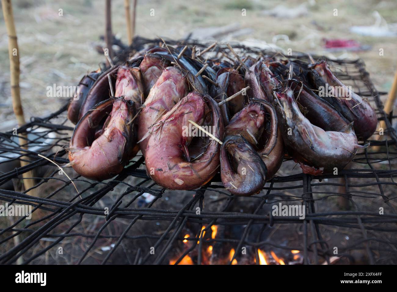 Catfish caught with nets and smoked. They are the favourite prey of the ...