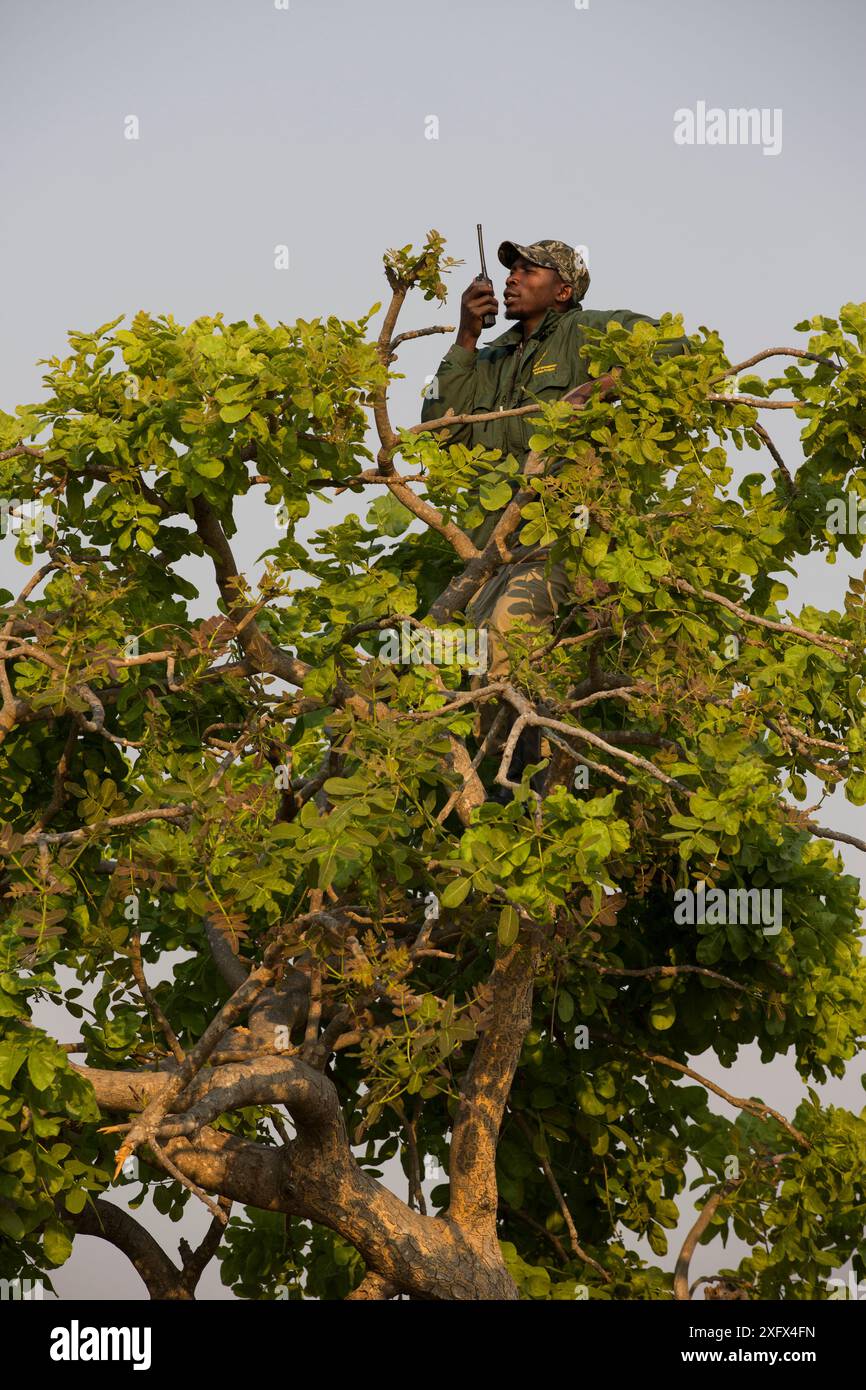 Conservationist making radio call from tree in Shoebill (Balaeniceps ...