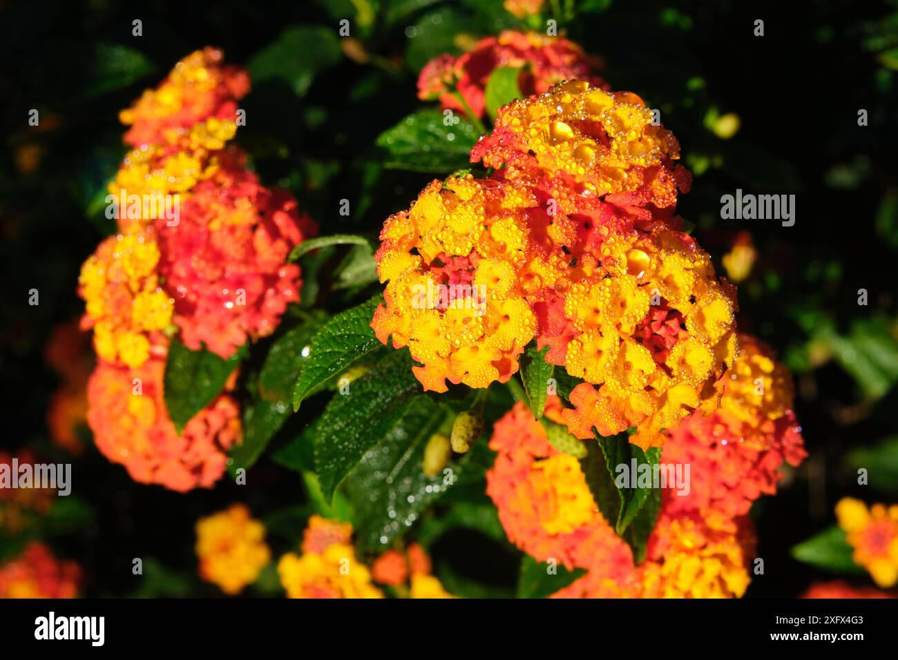 Morning dew on the flowers of a Lantana plant, Lantana camera, a shrub ...