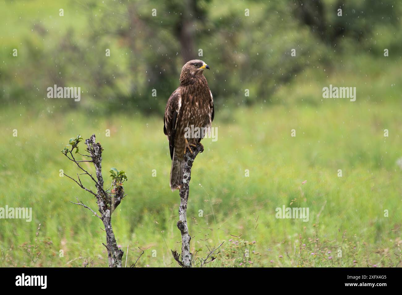 Brown Snake Eagle in the rain in South Africa Stock Photo - Alamy