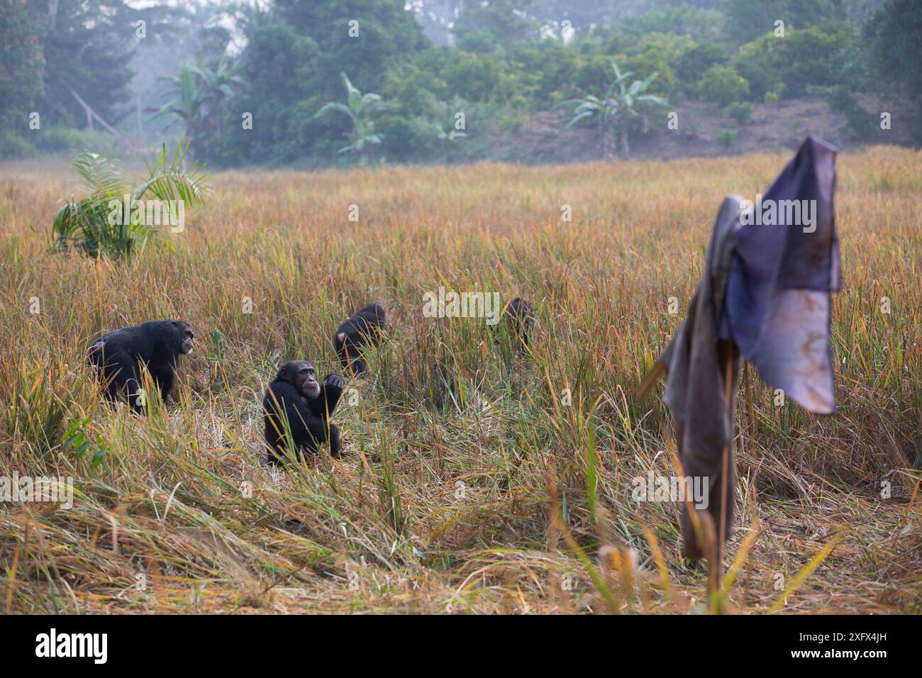Two scarecrows hi-res stock photography and images - Alamy