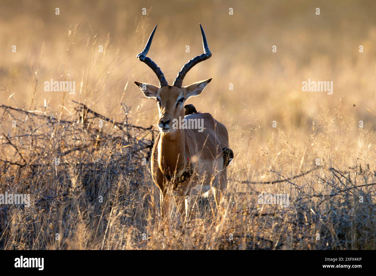 Golden impala hi-res stock photography and images - Alamy