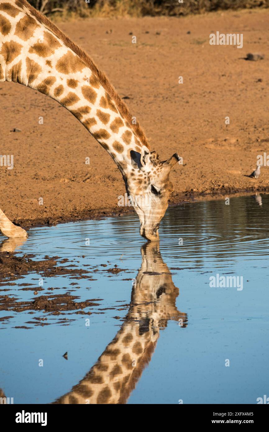 Giraffe drinking reflection in water in South Africa Stock Photo - Alamy