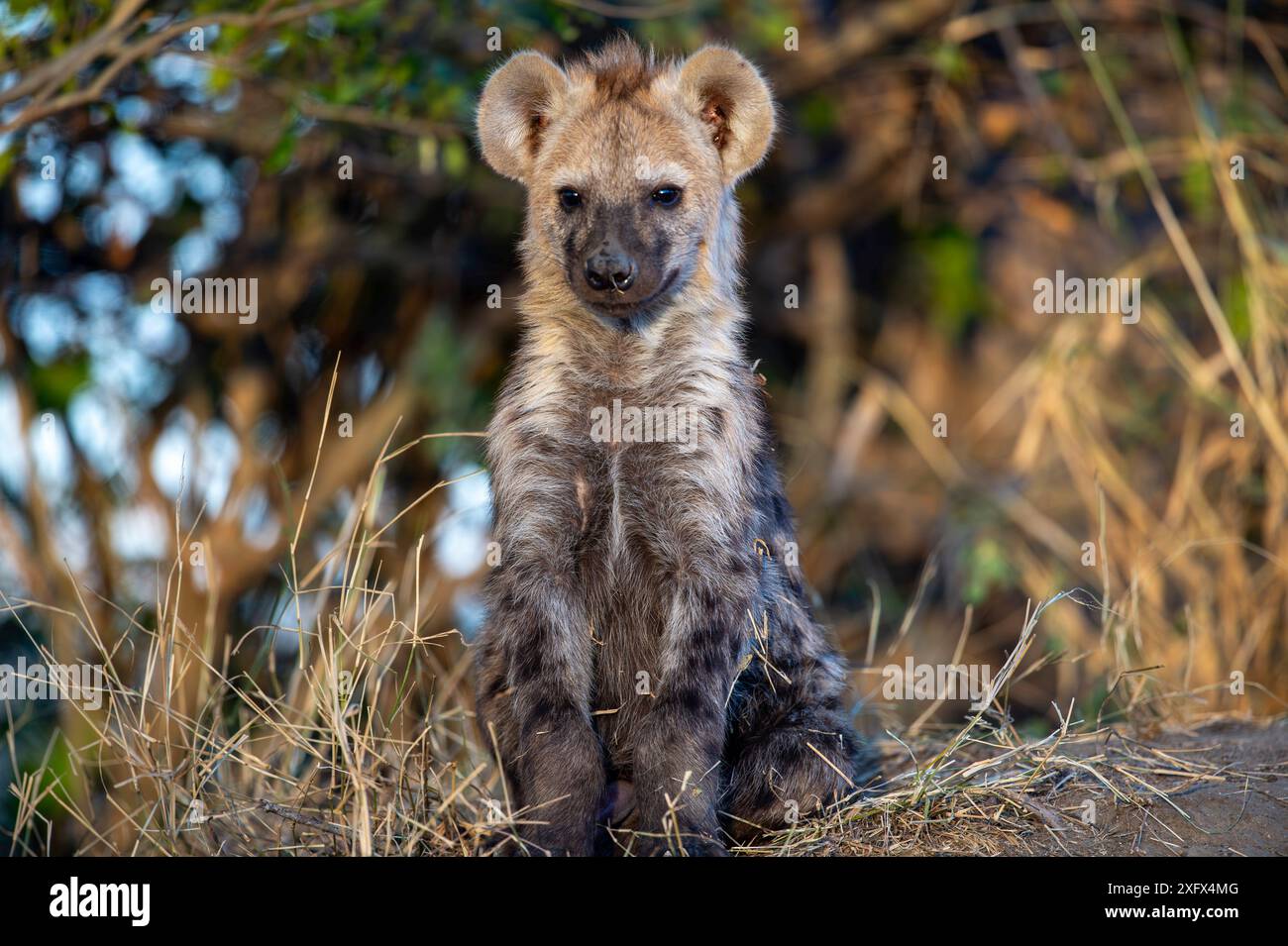 Spotted hyena pups at den in South Africa Stock Photo - Alamy