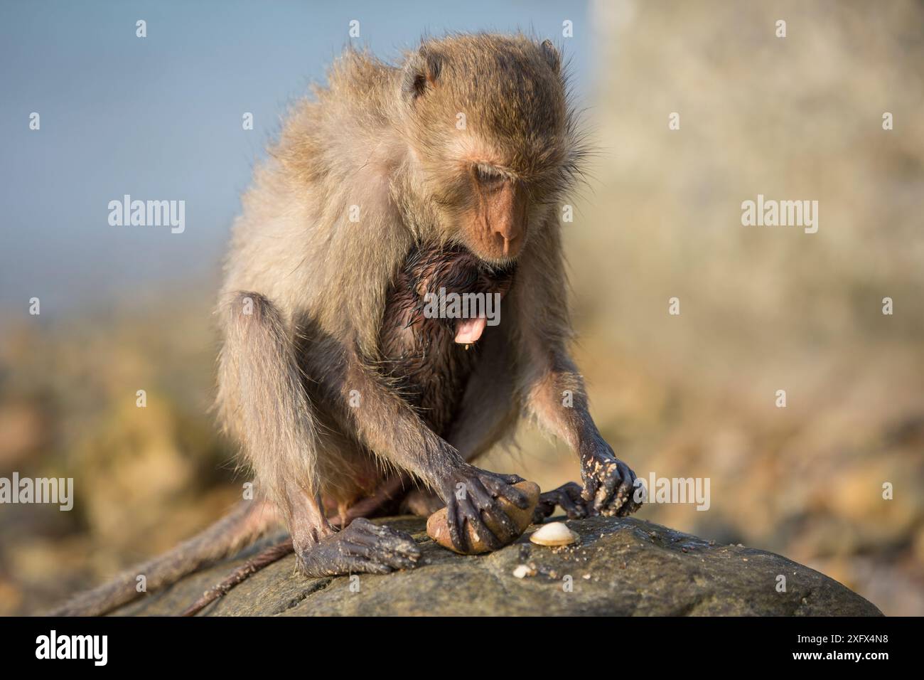 Long-tailed macaque (Macaca fascicularis) female with baby, using stone ...