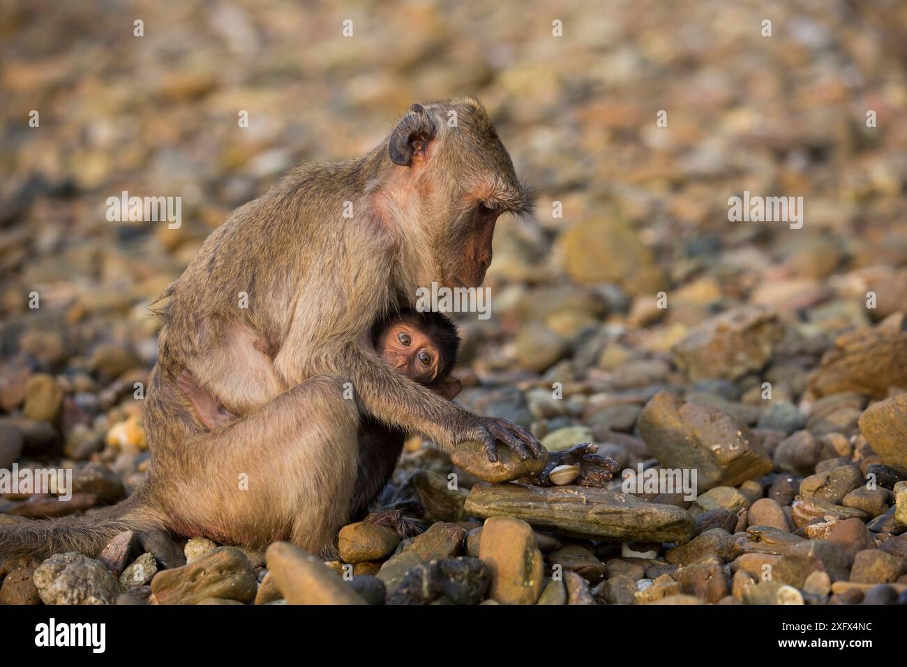Long-tailed macaque (Macaca fascicularis) female with baby, using stone ...