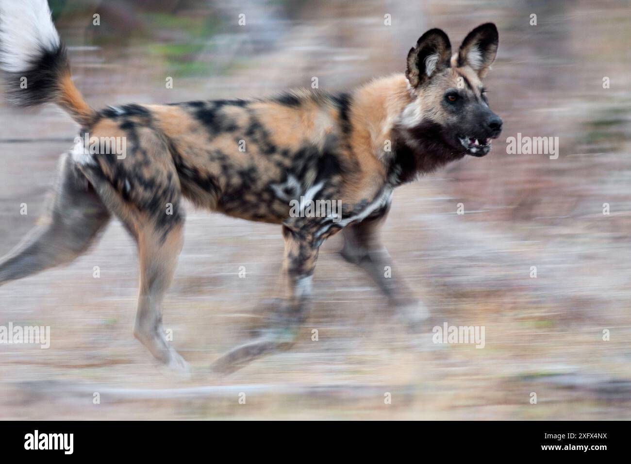 African wild dogs running hi-res stock photography and images - Alamy