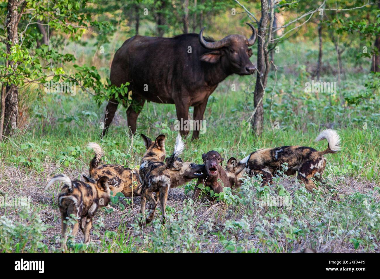 Buffalo syncerus caffer mother hi-res stock photography and images - Alamy