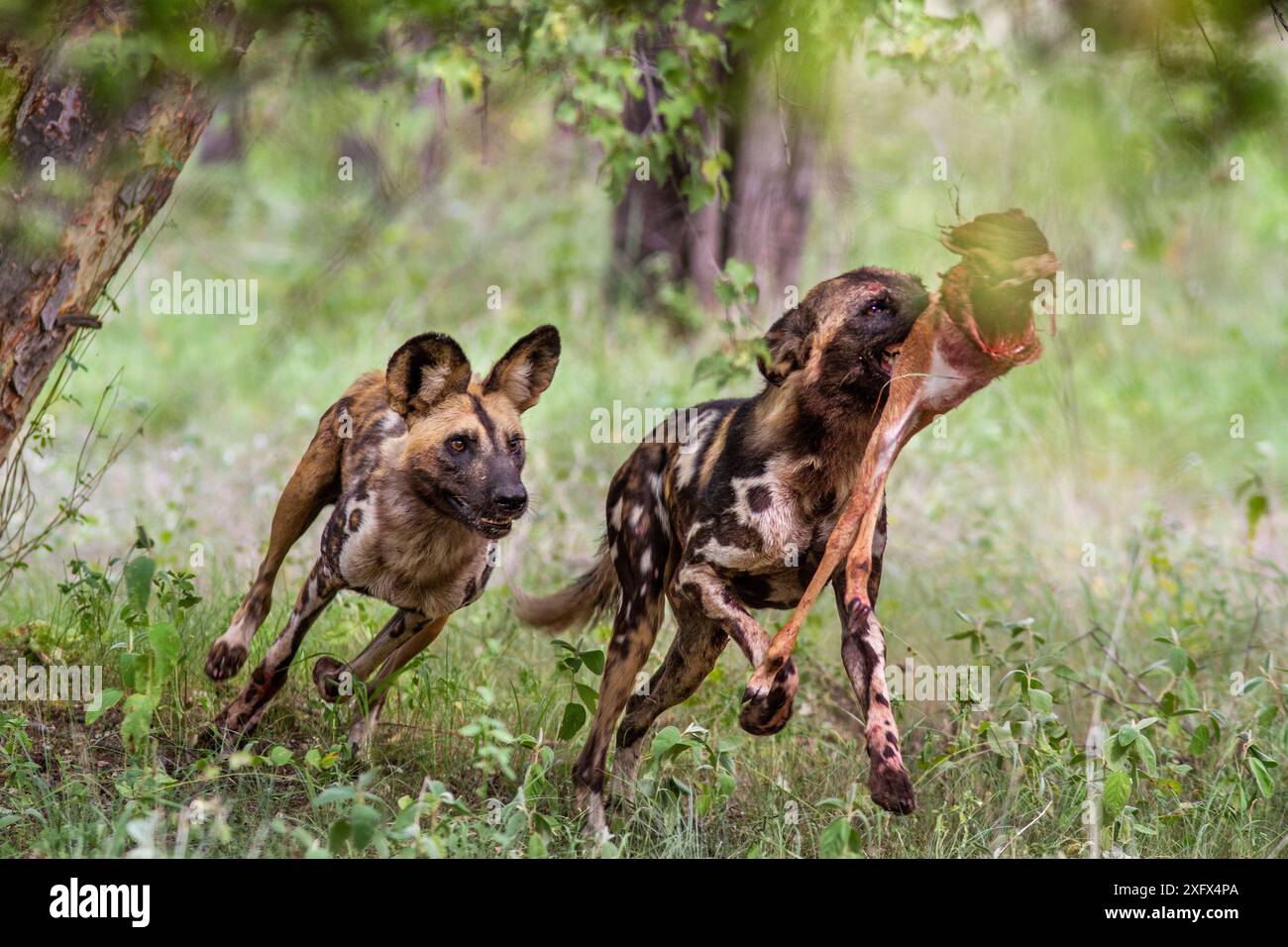 African wild dogs chasing hi-res stock photography and images - Alamy