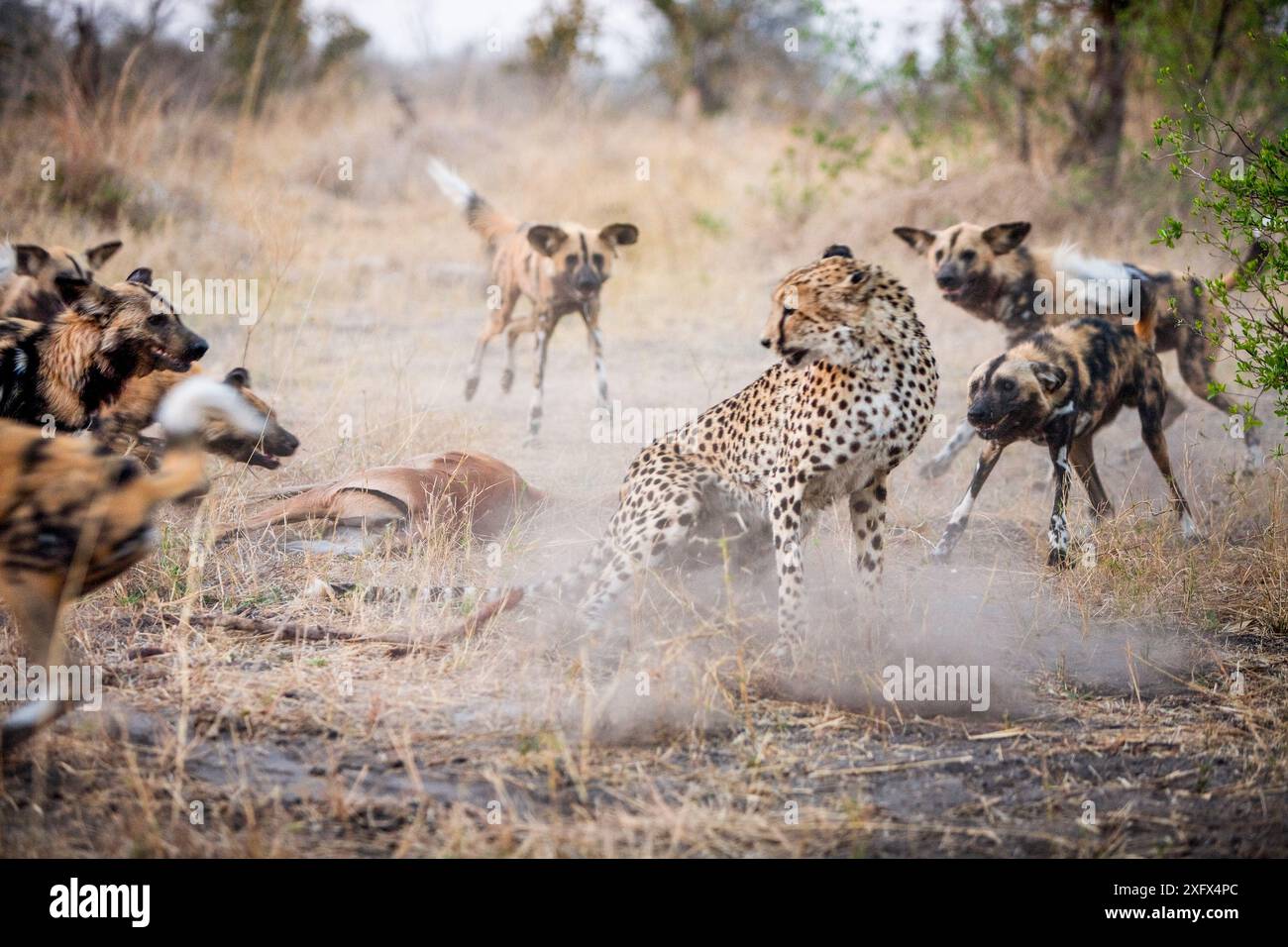 Cheetah (Acinonyx jubatus) trying to fight off a pack of African wild ...