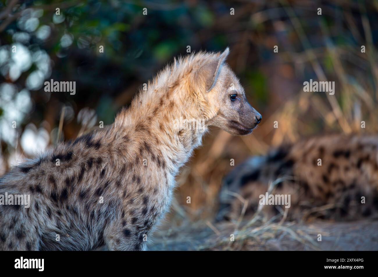 Spotted hyena pups at den in South Africa Stock Photo - Alamy