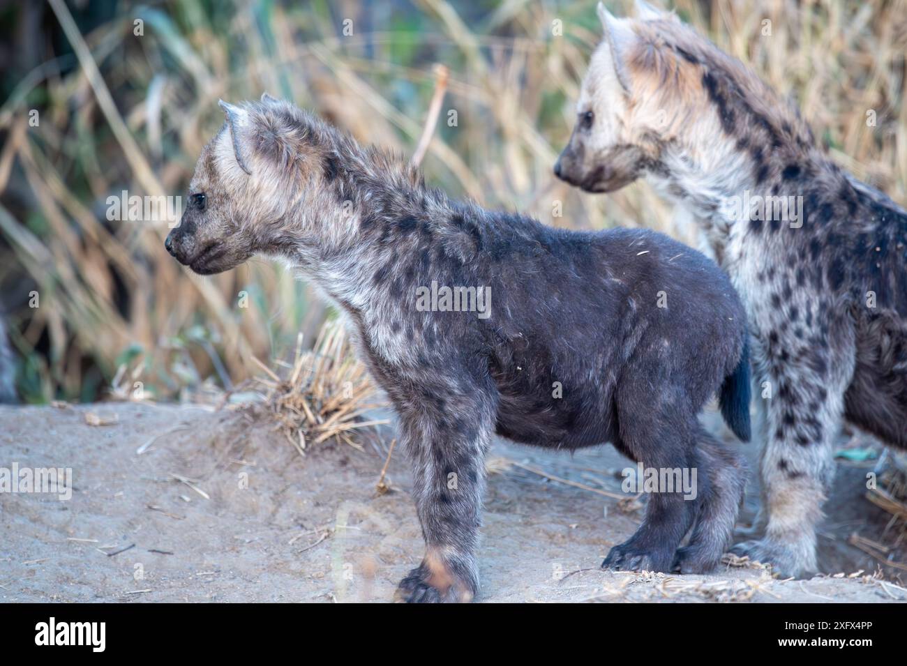 Spotted hyena pups at den in South Africa Stock Photo - Alamy