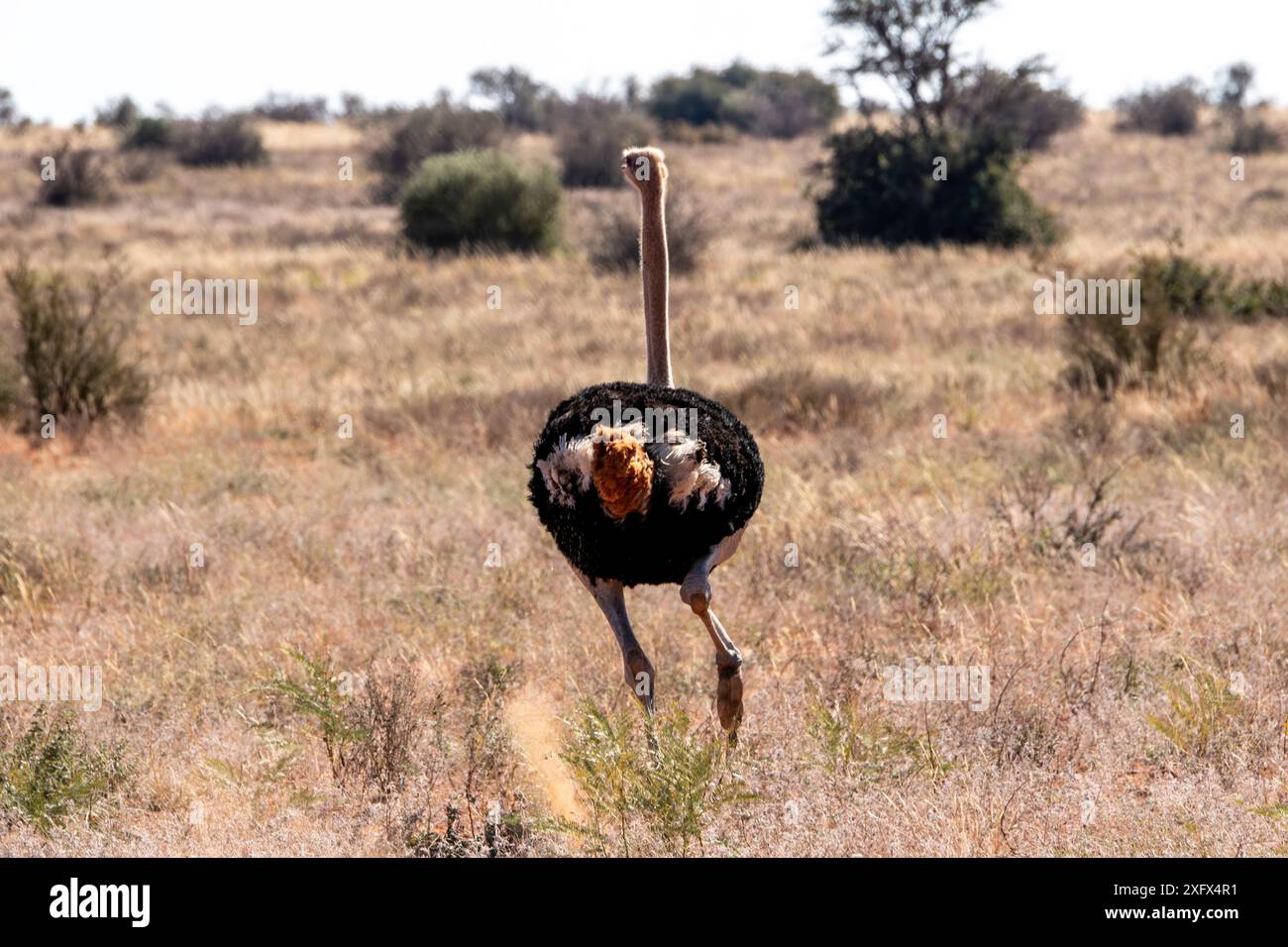 Running ostrich in South Africa Stock Photo - Alamy