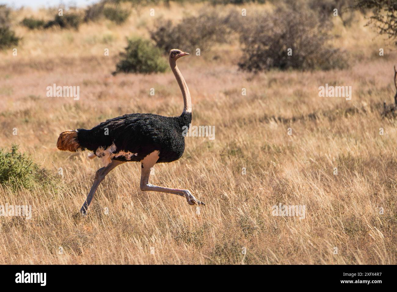 Ostrich running hi-res stock photography and images - Alamy