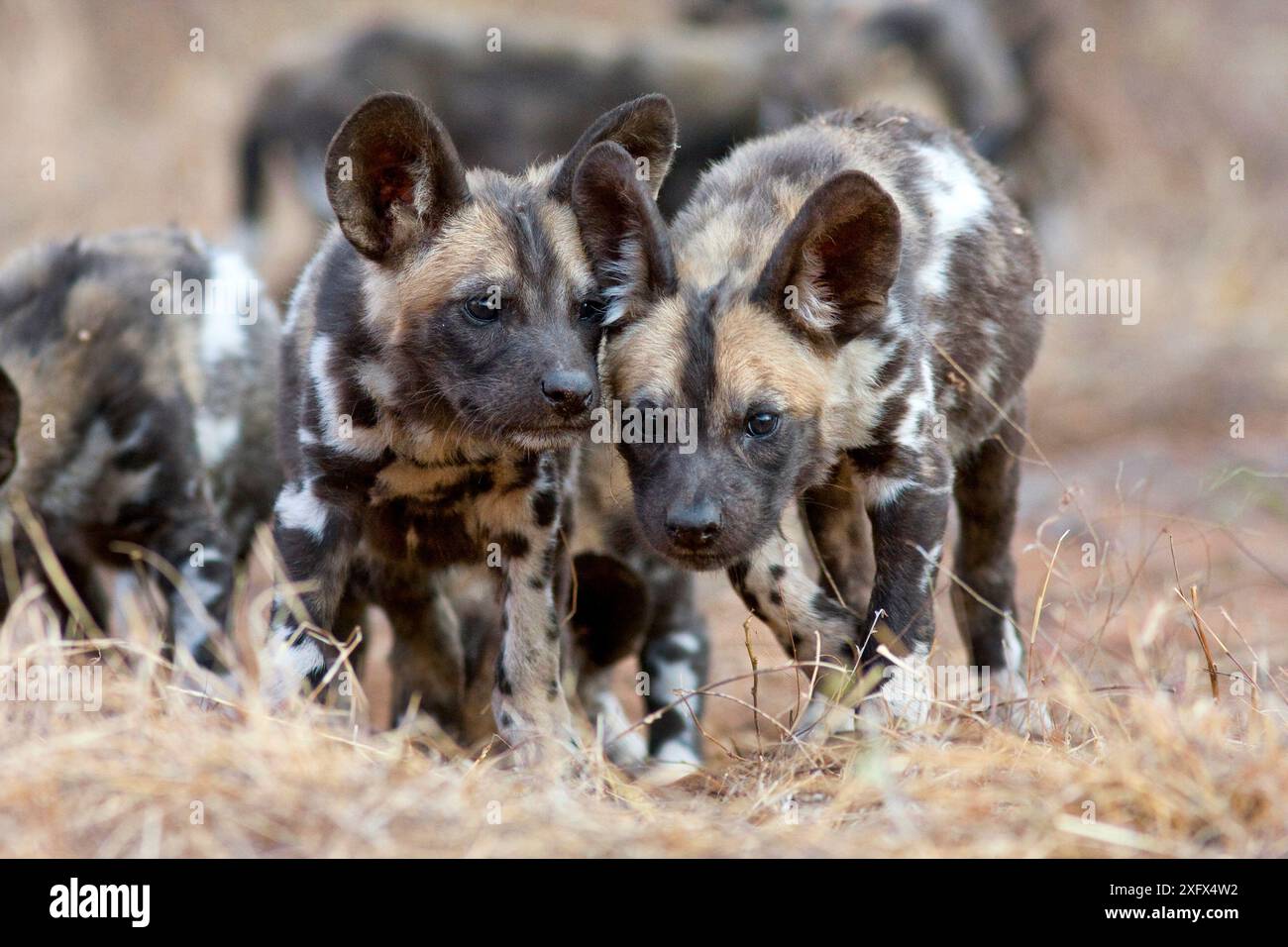 Portrait of two curious African wild dog (lycaon pictus) pups ...