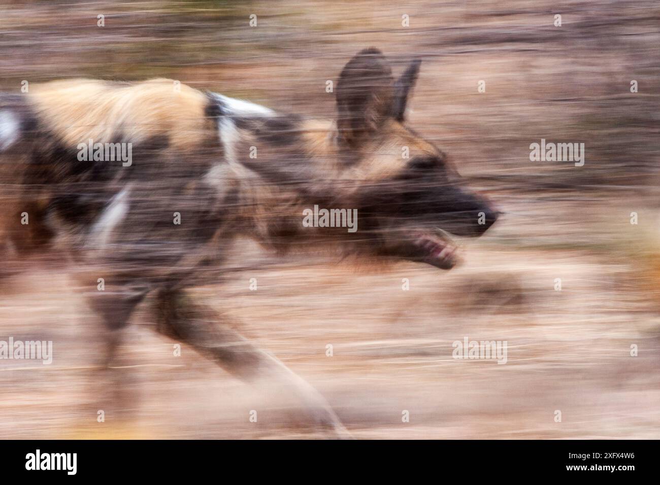 Slow shutter portrait of an African wild dog (Lycaon pictus ...