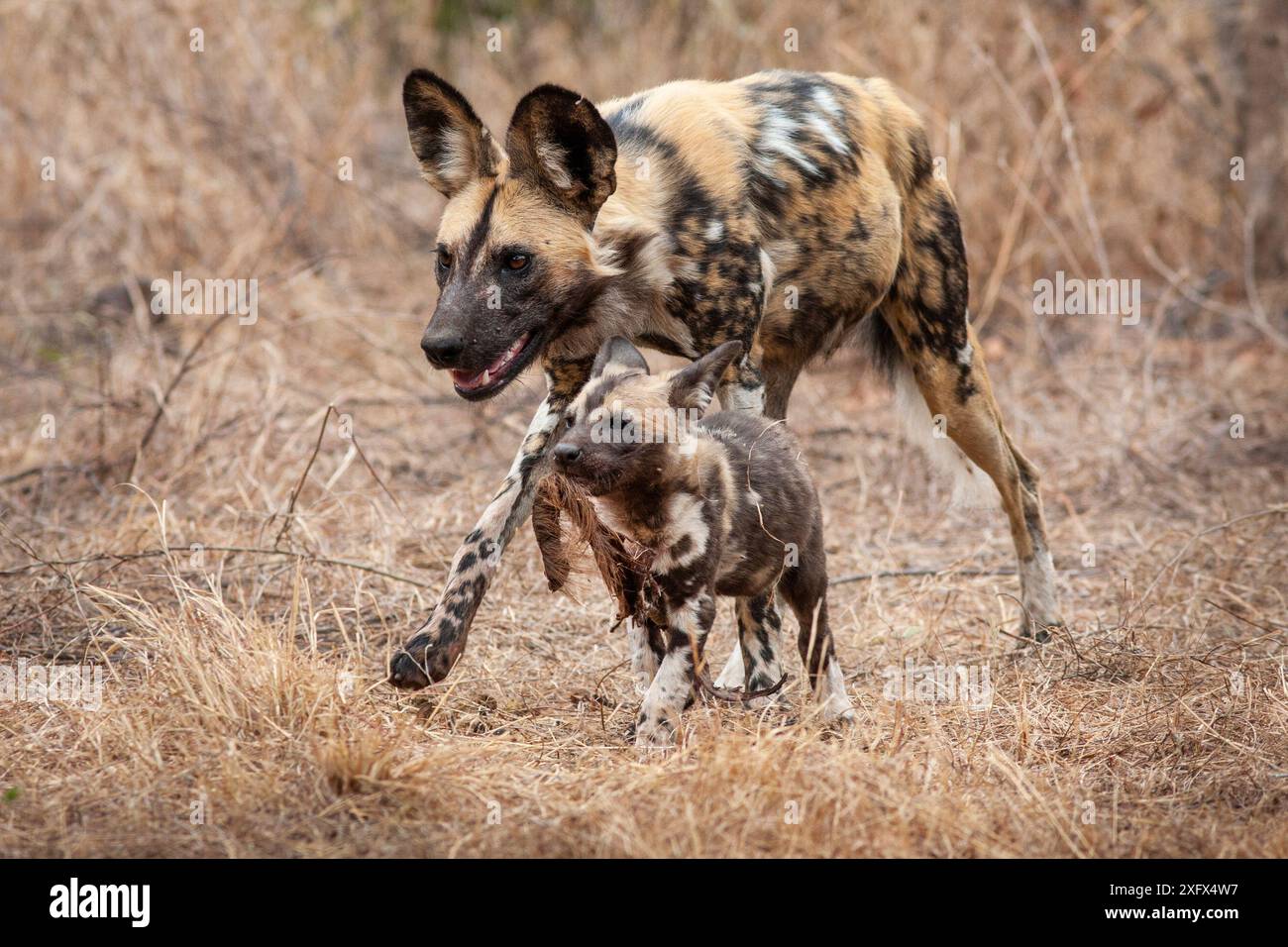 African painted hunting dogs eating hi-res stock photography and images ...