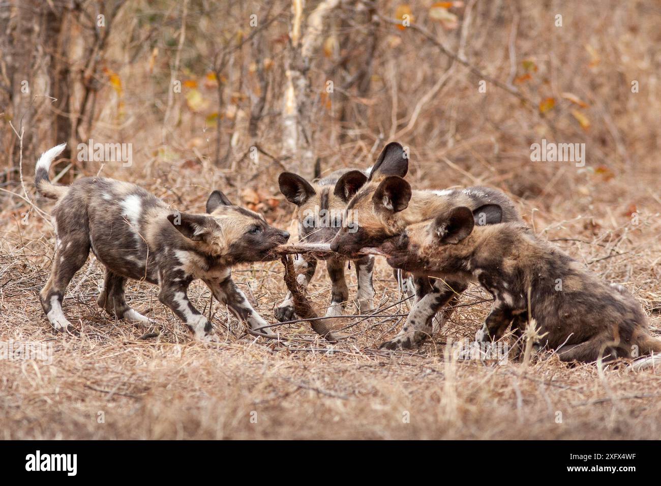 African wild dog pups meat hi-res stock photography and images - Alamy
