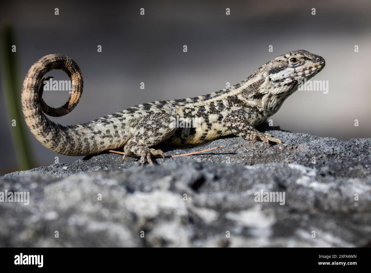 Northern curly-tailed lizard (Leiocephalus carinatus) Cat Island ...