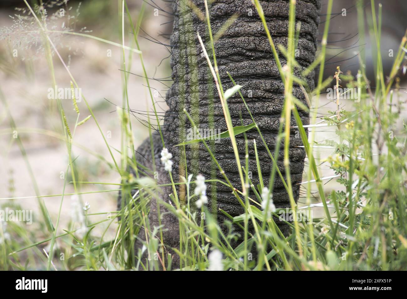 Elephant trunk close up in South Africa Stock Photo - Alamy
