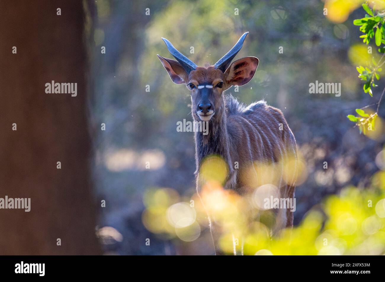 Antelope nyala hi-res stock photography and images - Alamy