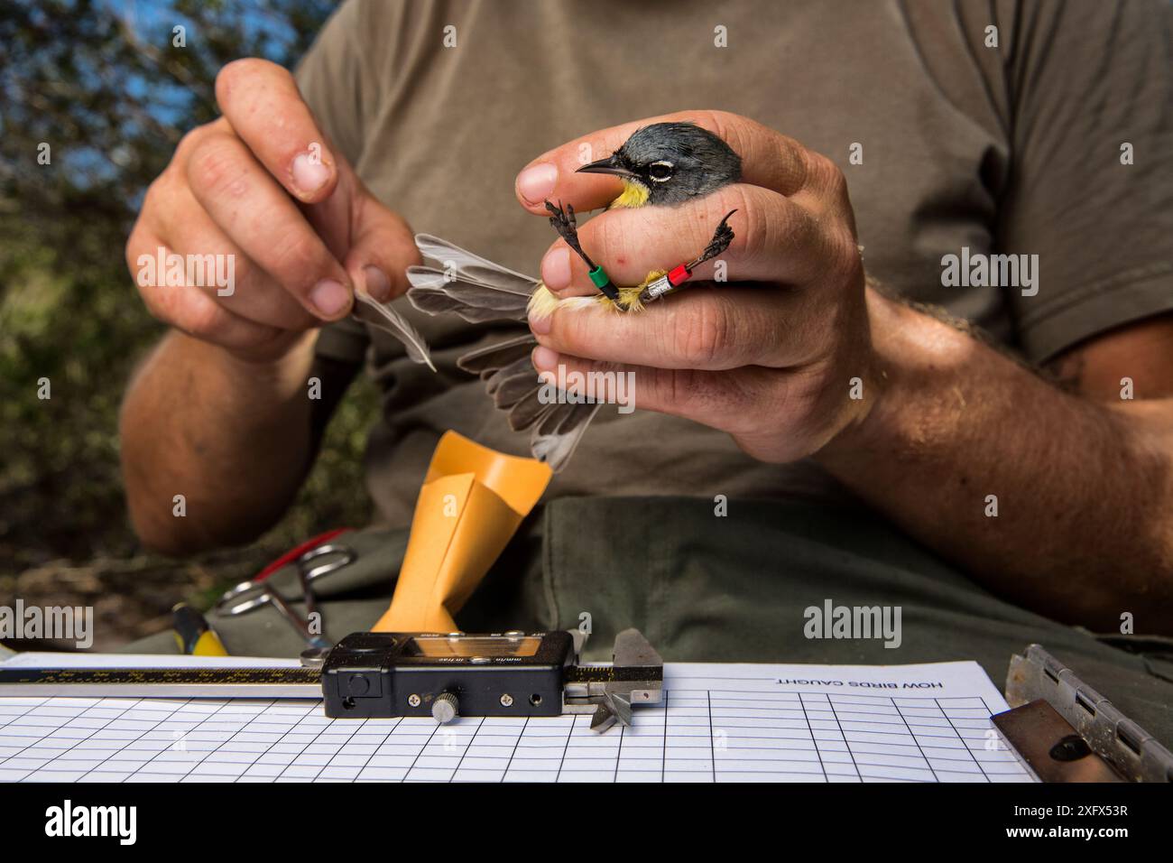 Scientist Nathan Cooper takes a feather sample from an endangered ...