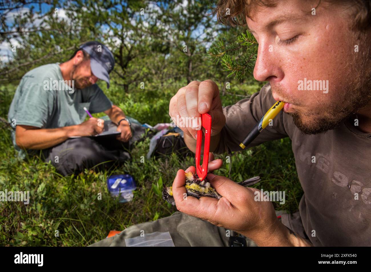 Biologist Nathan Cooper taking measurements from male Kirtland's ...