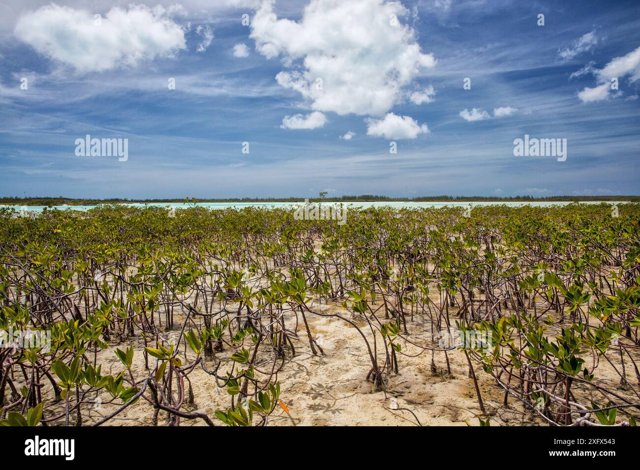 Bahamas mangroves hi-res stock photography and images - Alamy