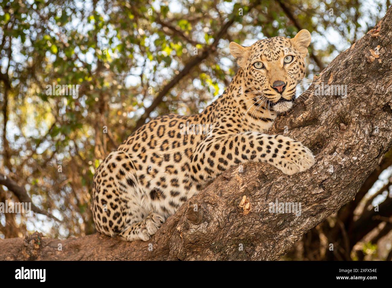 Leopard in tree in South Africa Stock Photo - Alamy