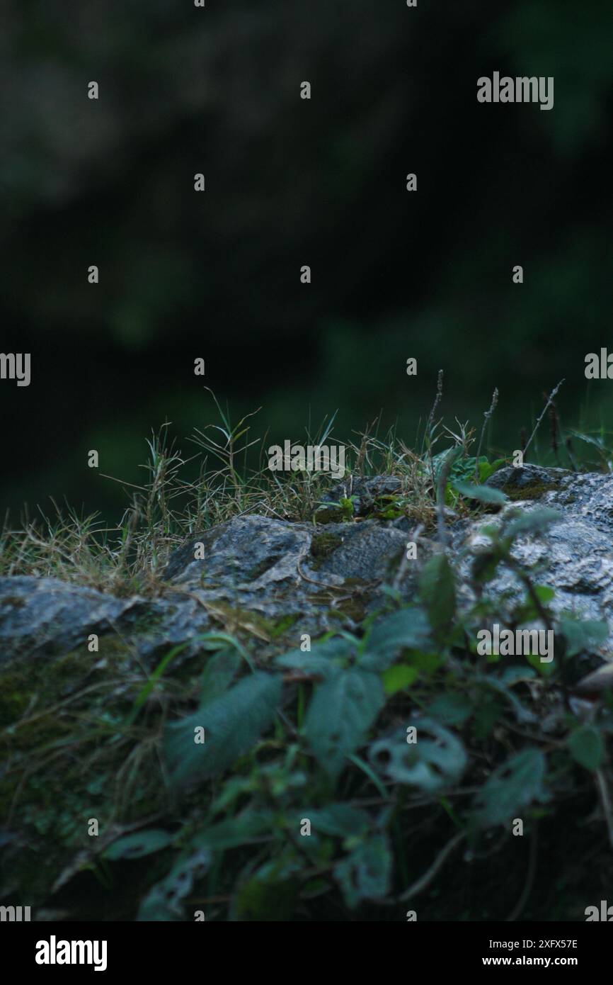 Grass patch on rock hi-res stock photography and images - Alamy