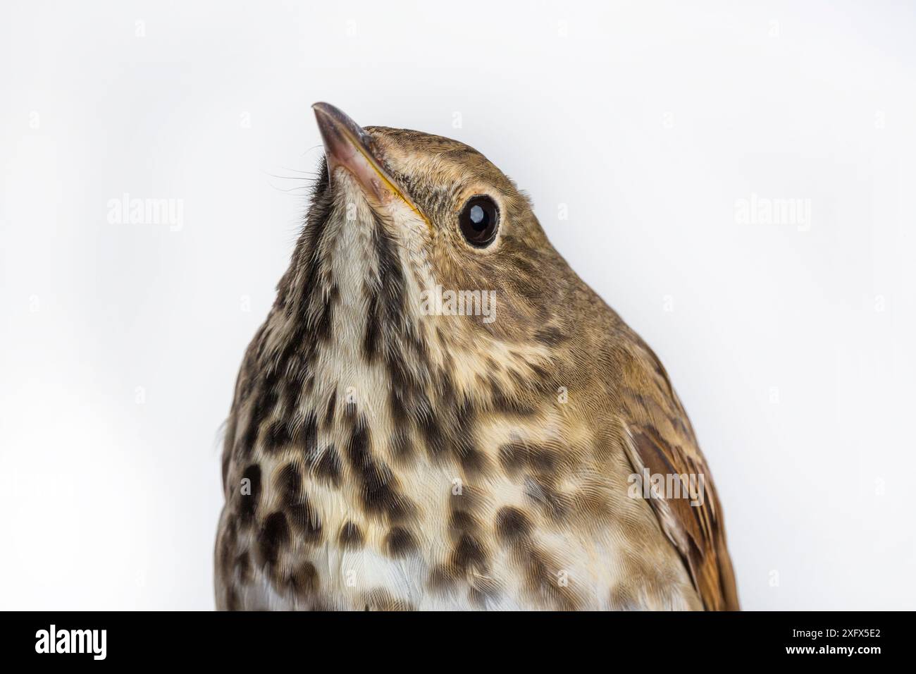 Portrait of a Hermit thrush(Catharus guttatus) with white background ...