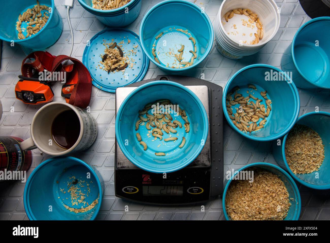 Wax worms are portioned out by weight as biologist studying Hermit ...