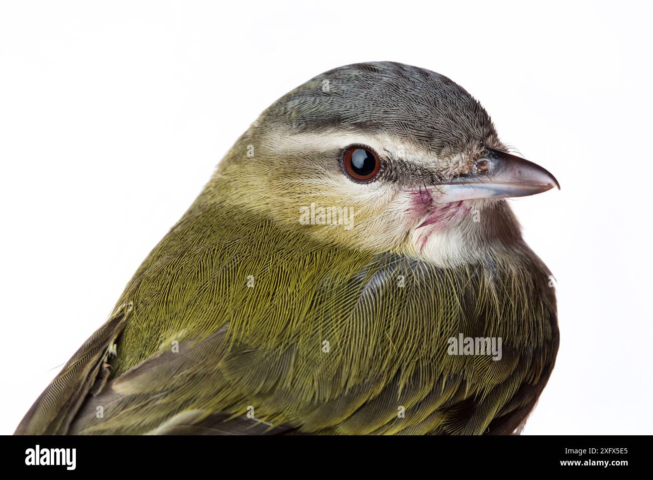 Songbird vireo north american north american birds hi-res stock ...