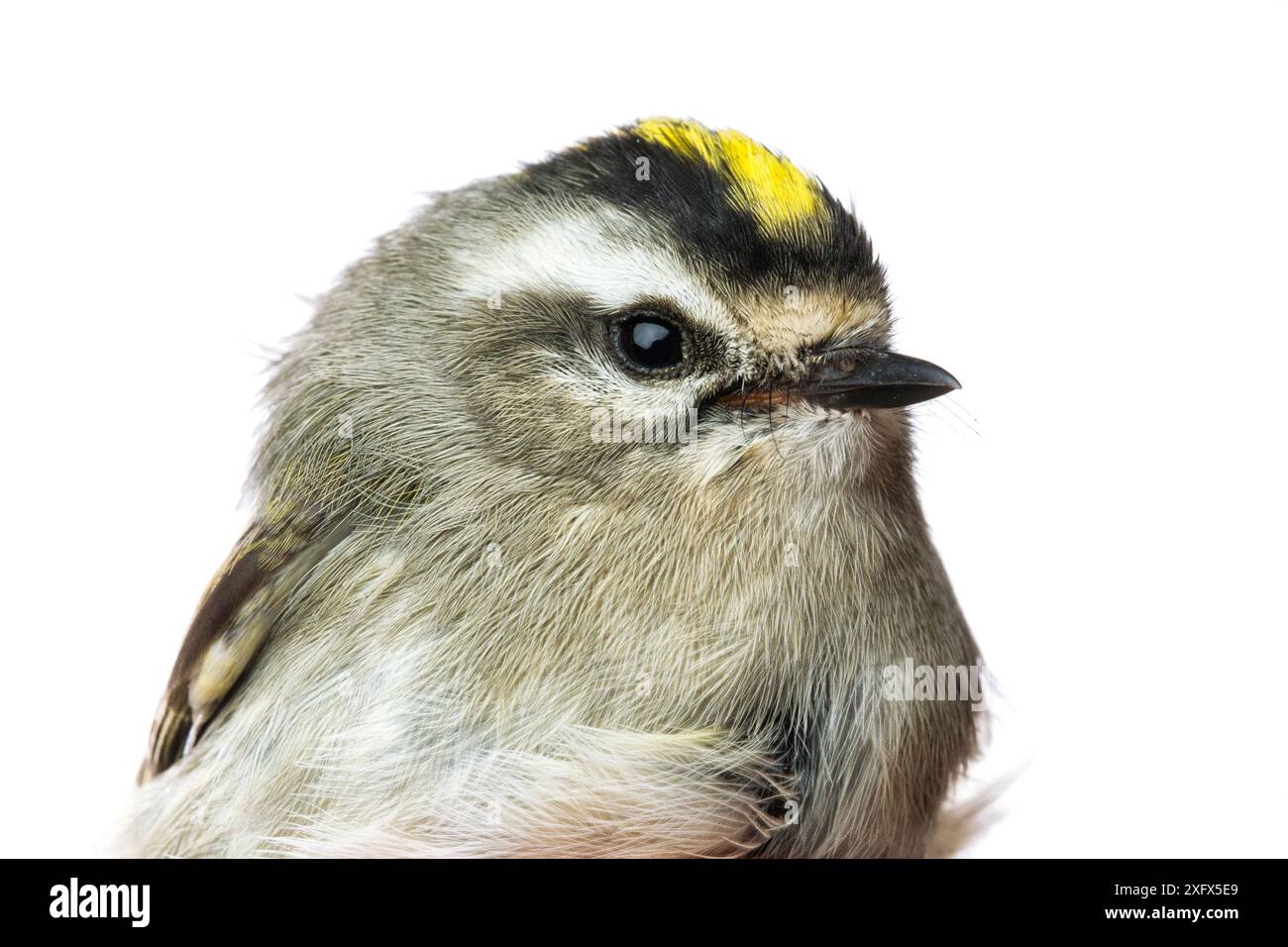 Portrait of a Golden-crowned kinglet (Regulus satrapa) with white ...