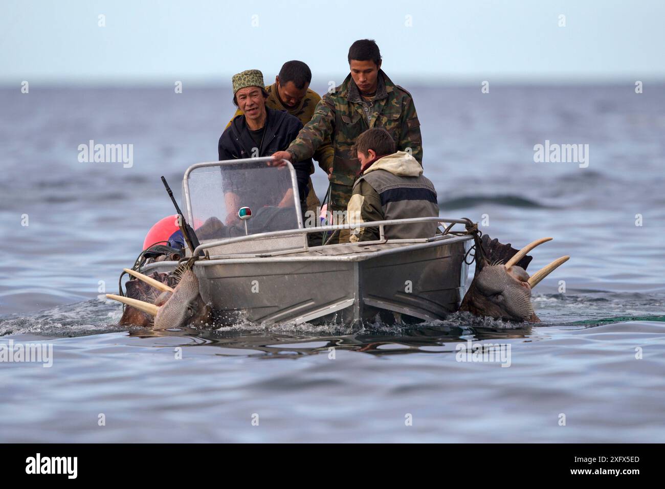 Siberian Yupiks who have killed two walruses returning to their village ...