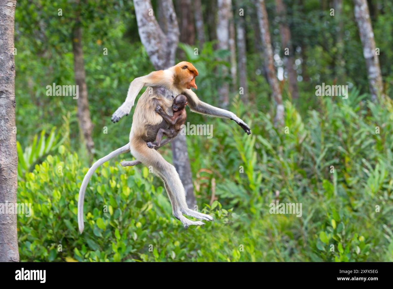 Proboscis monkey (Nasalis larvatus) adult female leaping with baby ...